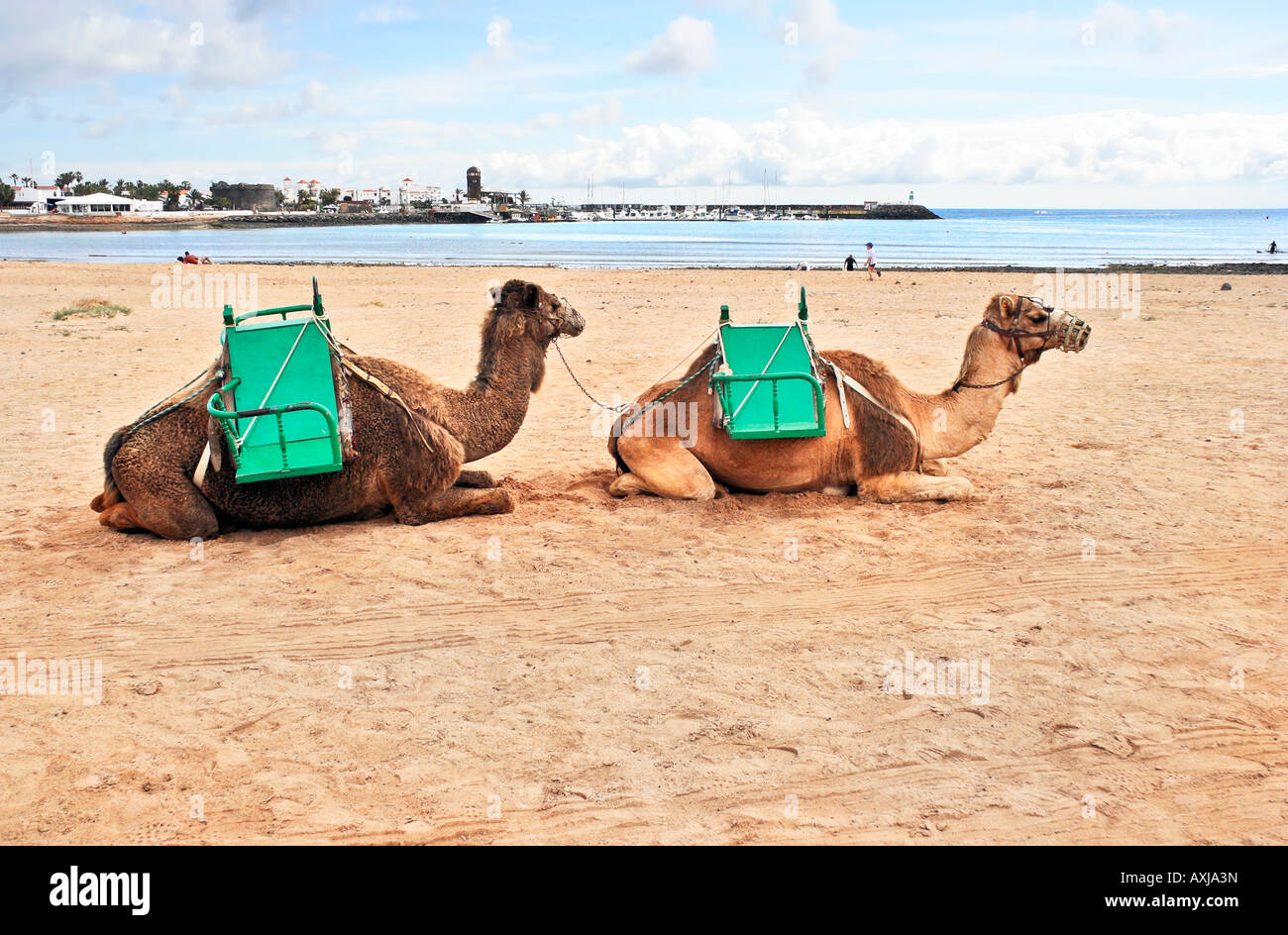 Beach camel hi-res stock photography and images - Alamy