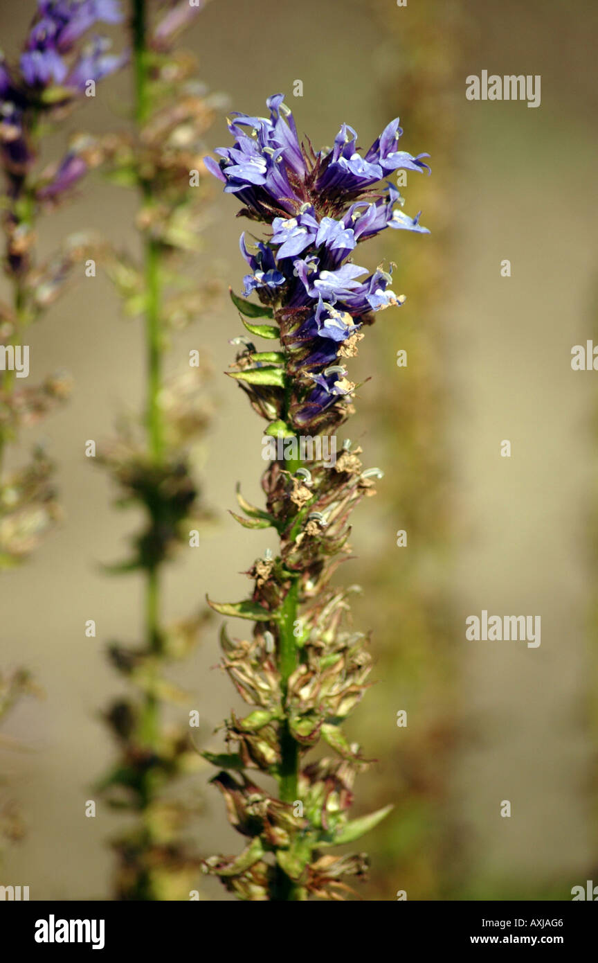 Great Blue Lobelia Lobelia syphilitica Stock Photo - Alamy