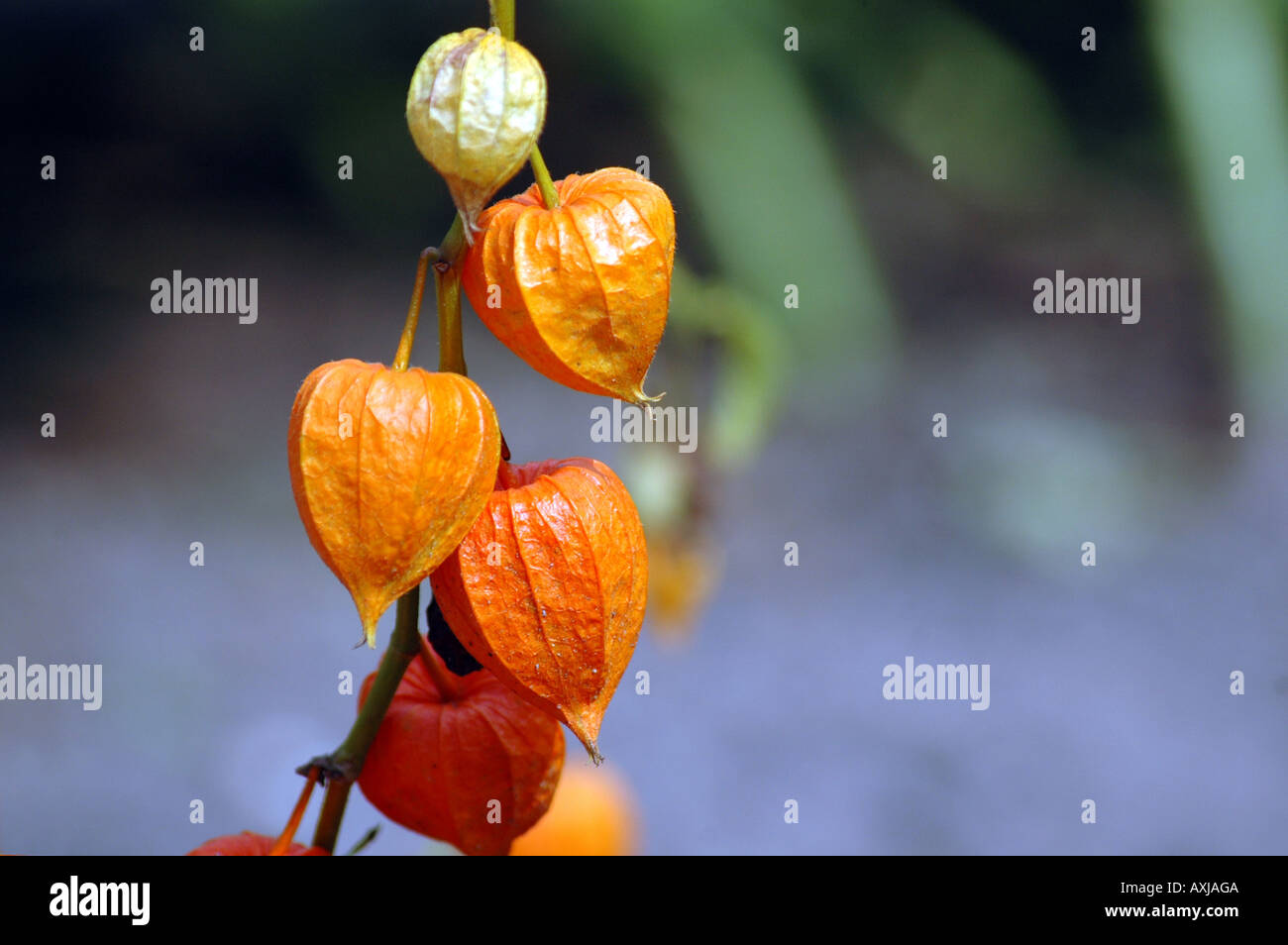 Bladder Cherry Physalis alkekengi also called Chinese Lantern Stock ...