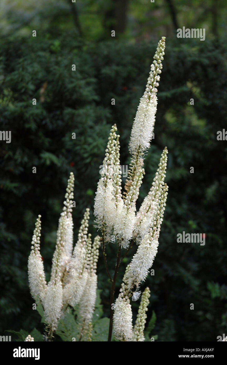 Black Cohosh Cimicifuga Racemosa also called Black bugbane or Black ...