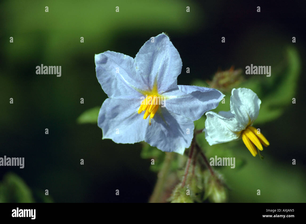 Sticky nightshade Solanum Sisymbriifolium Stock Photo - Alamy