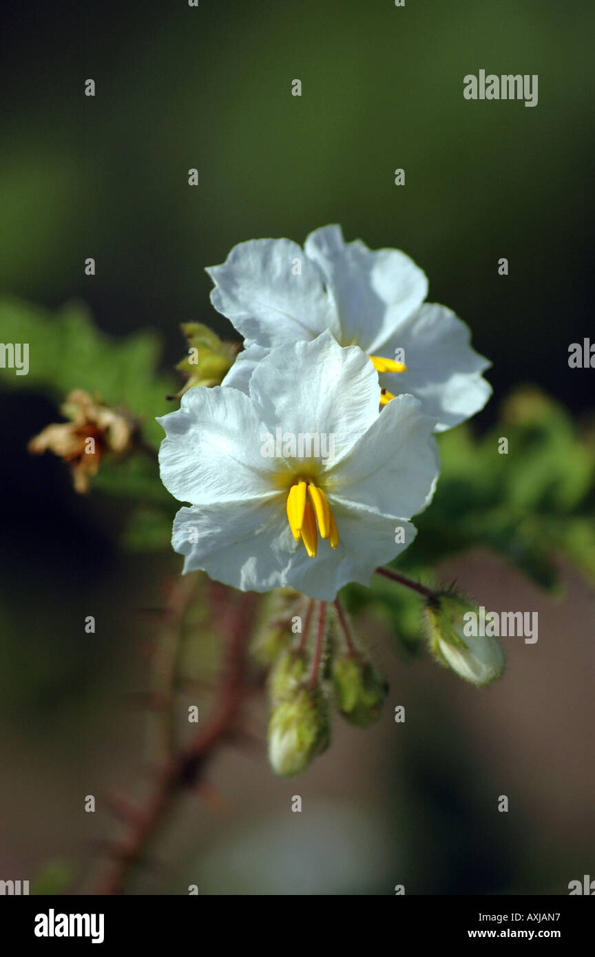 Sticky nightshade Solanum Sisymbriifolium Stock Photo - Alamy
