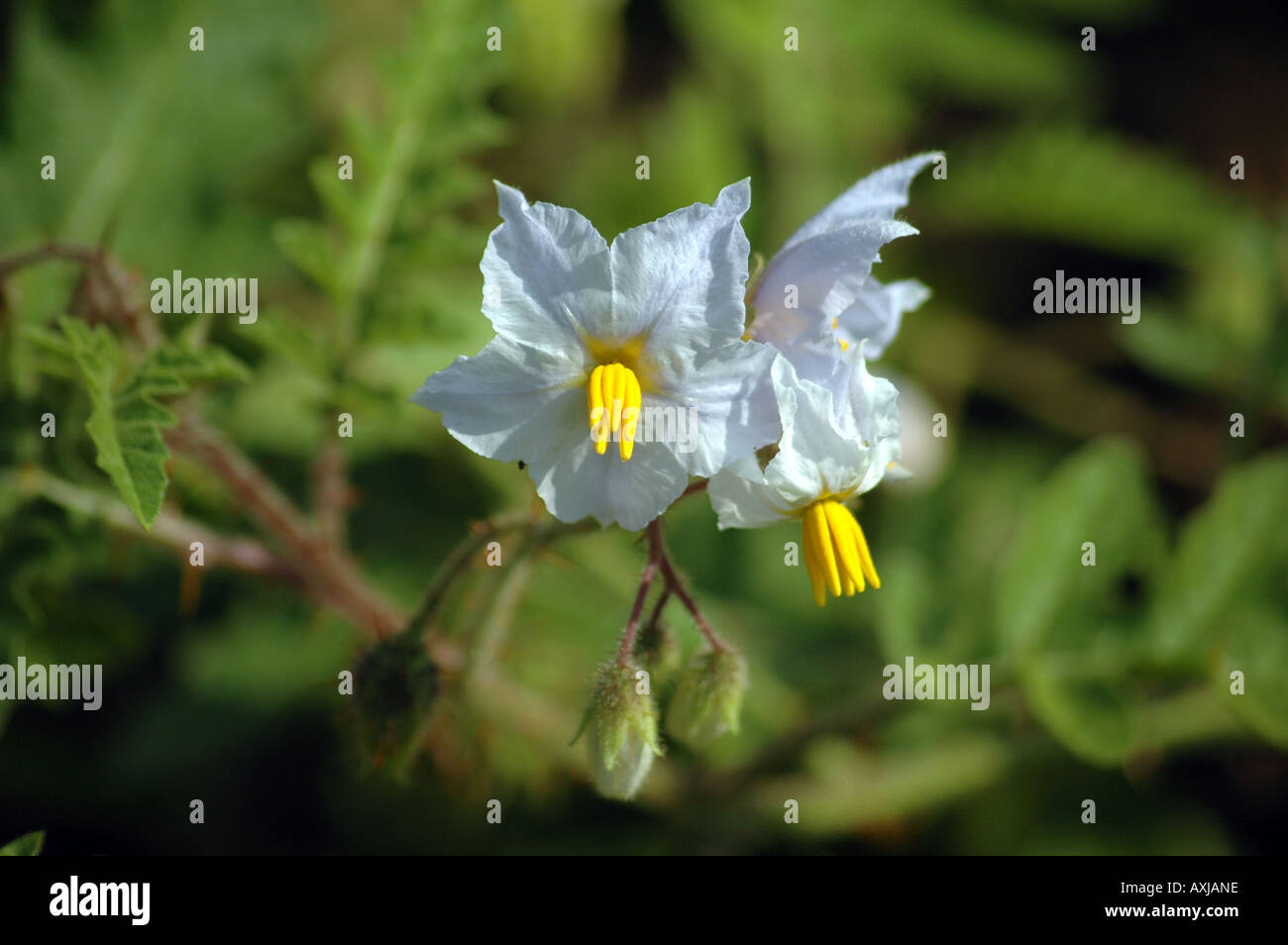 Sticky nightshade Solanum Sisymbriifolium Stock Photo - Alamy