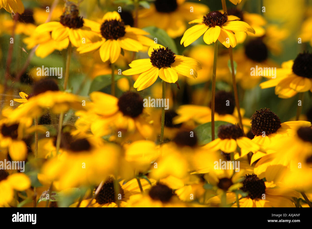 Browneyed Susan Rudbeckia triloba Stock Photo - Alamy