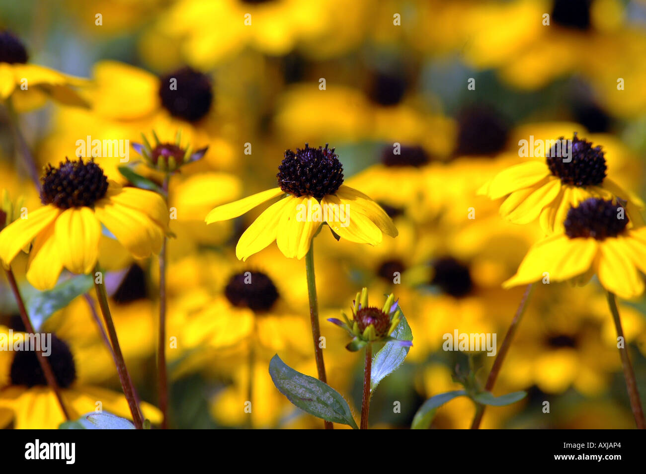 Browneyed Susan Rudbeckia triloba Stock Photo - Alamy