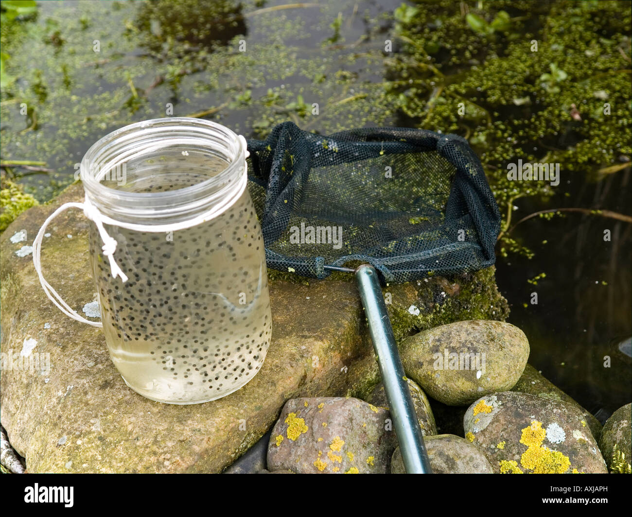 A fishing net and a jar containing frog spawn on the edge of a garden ...