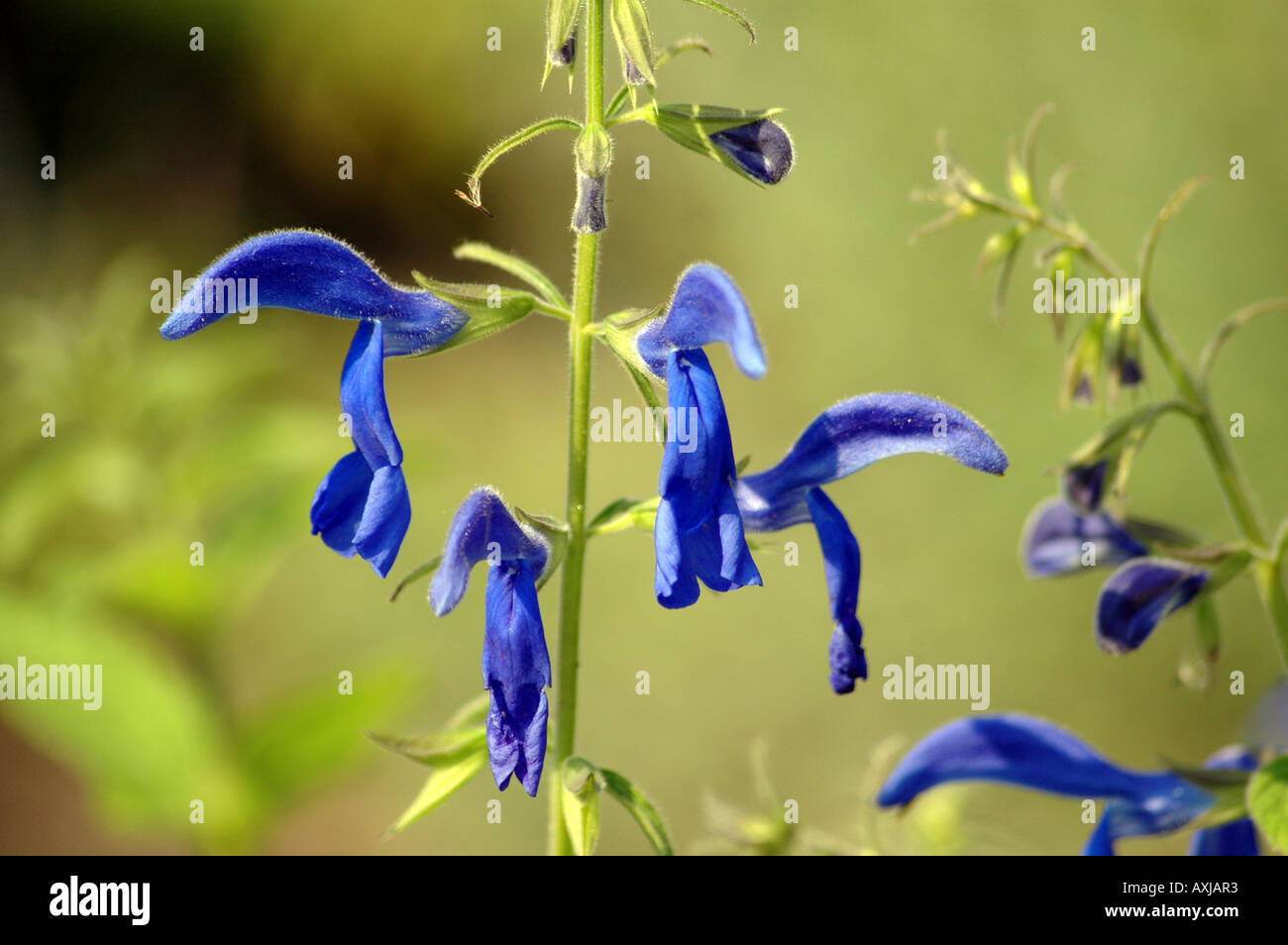 Gentian Sage Salvia patens Stock Photo - Alamy