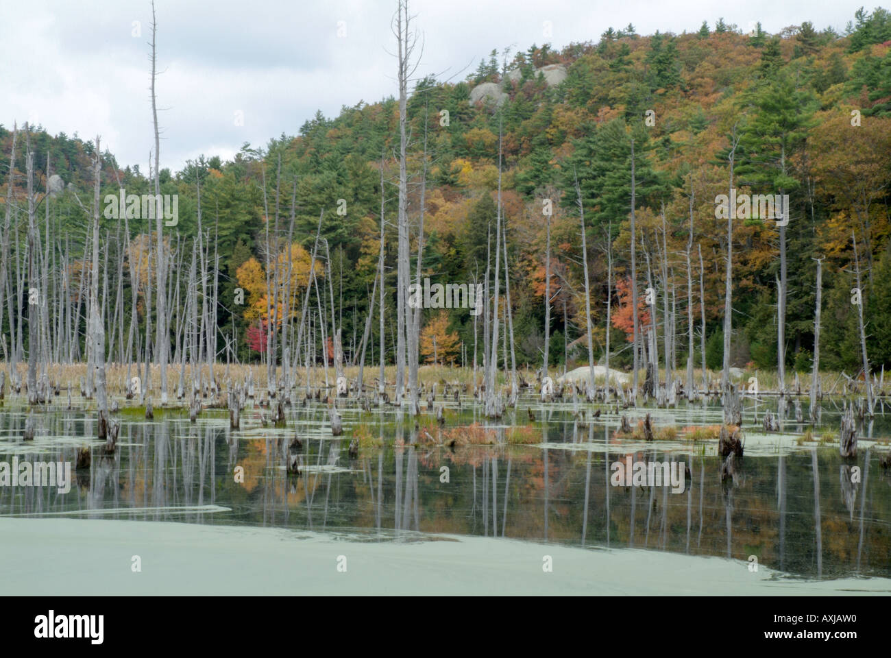 autumn fall foliage new england swamp wetlands pond protect forest ...