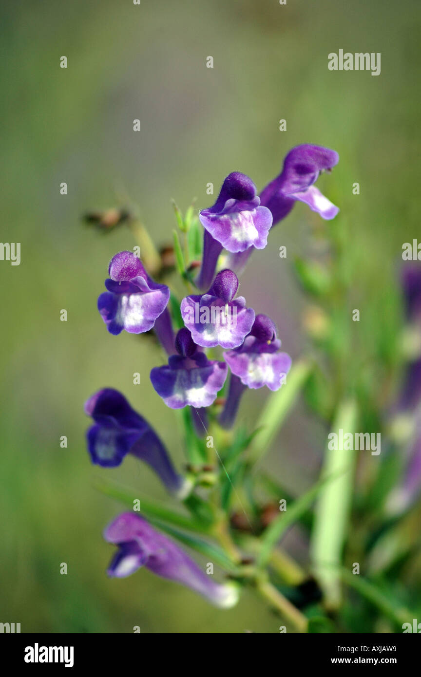 Baikal scullcap Scutellaria baicalensis also called Chinese scullcap ...