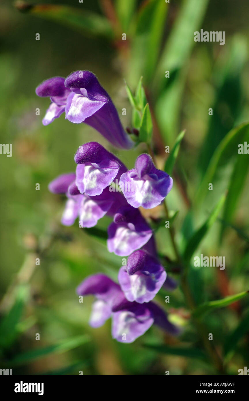 Baikal scullcap Scutellaria baicalensis also called Chinese scullcap ...