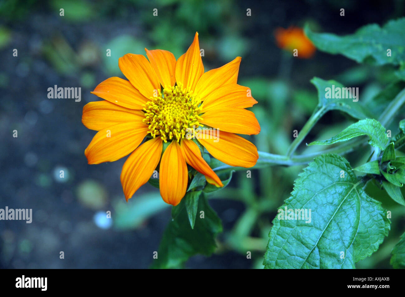 Mexican Sunflower Tithonia rotundifolia Stock Photo - Alamy