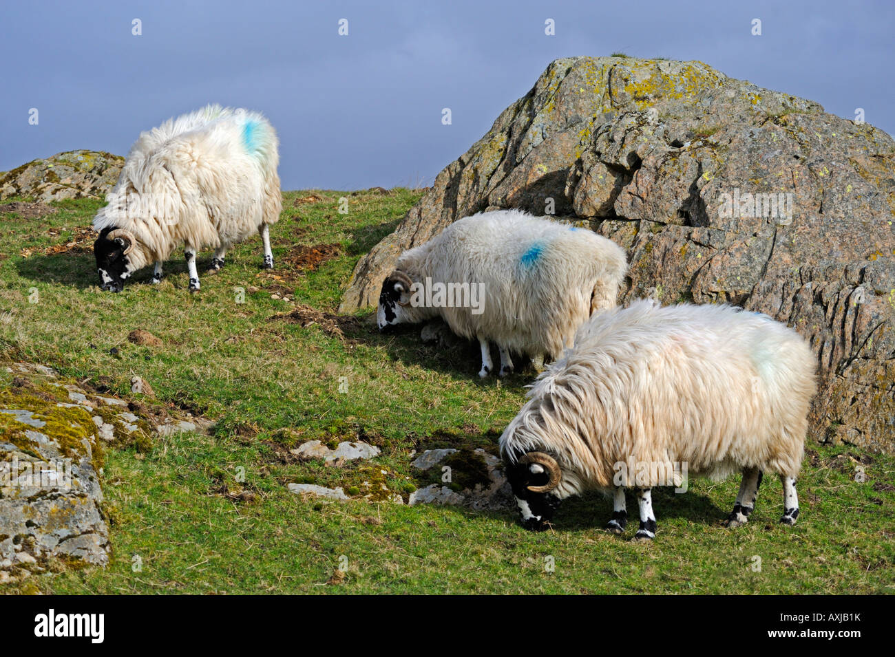 Three Swaledale ewes grazing. Crook Hall farm, Crook, Lake District ...