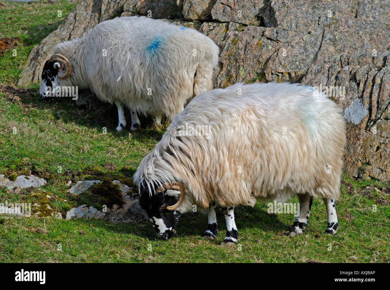 Two Swaledale ewes grazing. Crook Hall farm, Crook, Lake District ...