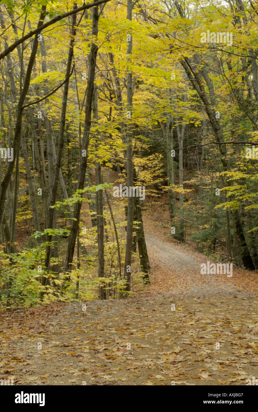 autumn fall foliage new england trail path walk foot path usa forest ...