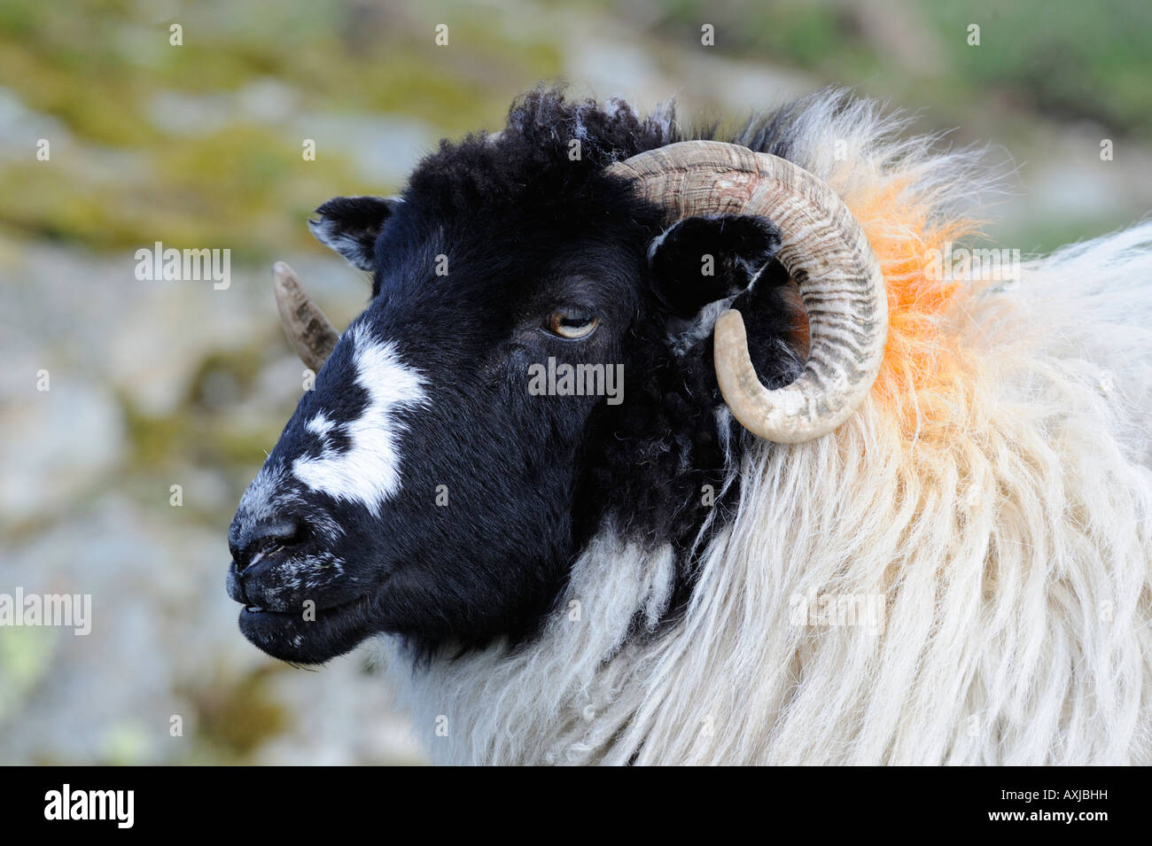 Head of Swaledale ewe, Crook Hall farm, Crook. Lake District National ...