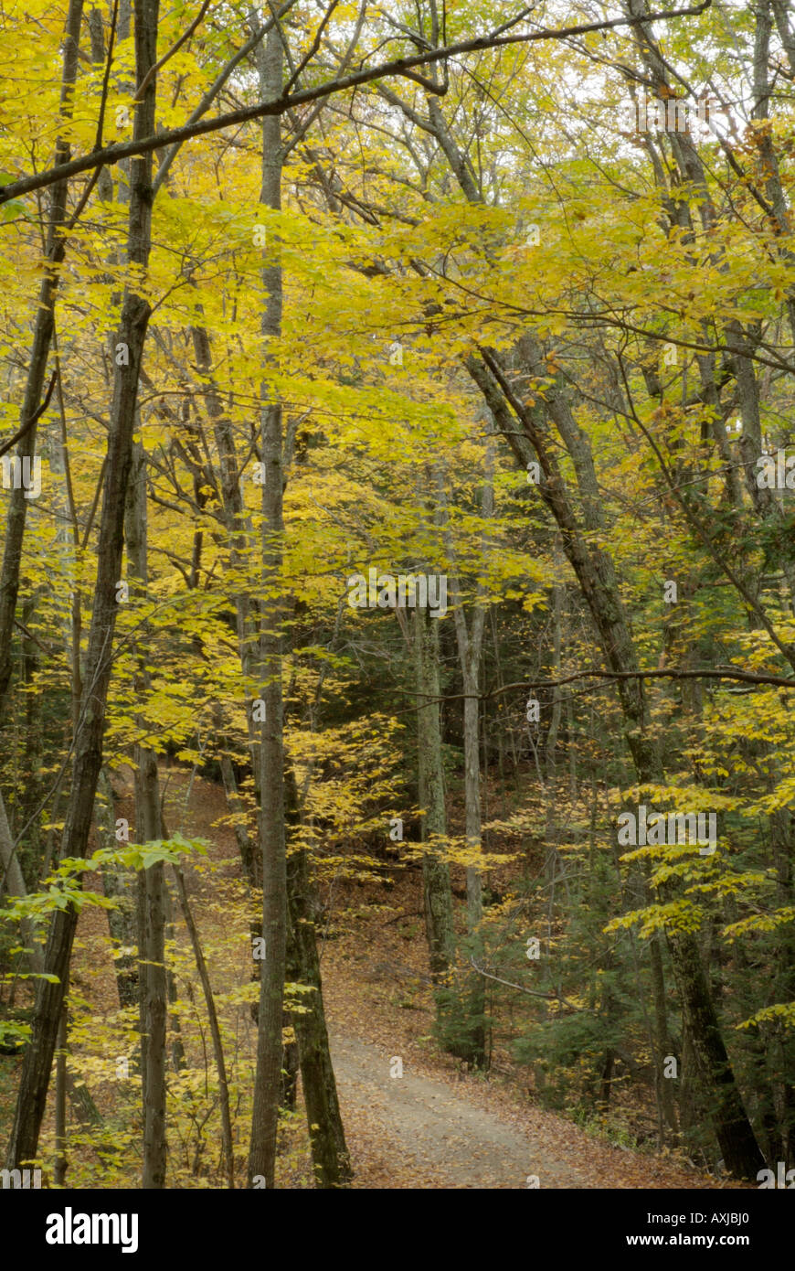 autumn fall foliage new england trail path walk foot path usa forest ...