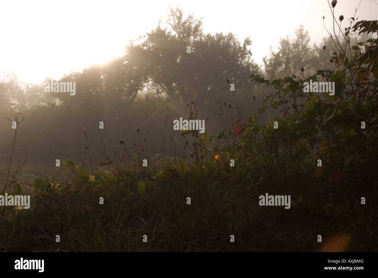 Blindingly hi-res stock photography and images - Alamy