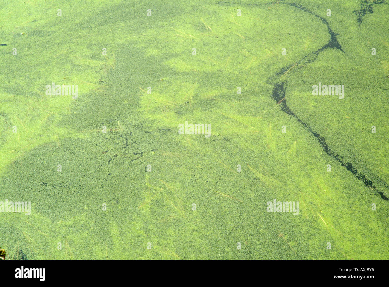 Green Algae pond scum wetlands swamp water pond lake Stock Photo - Alamy