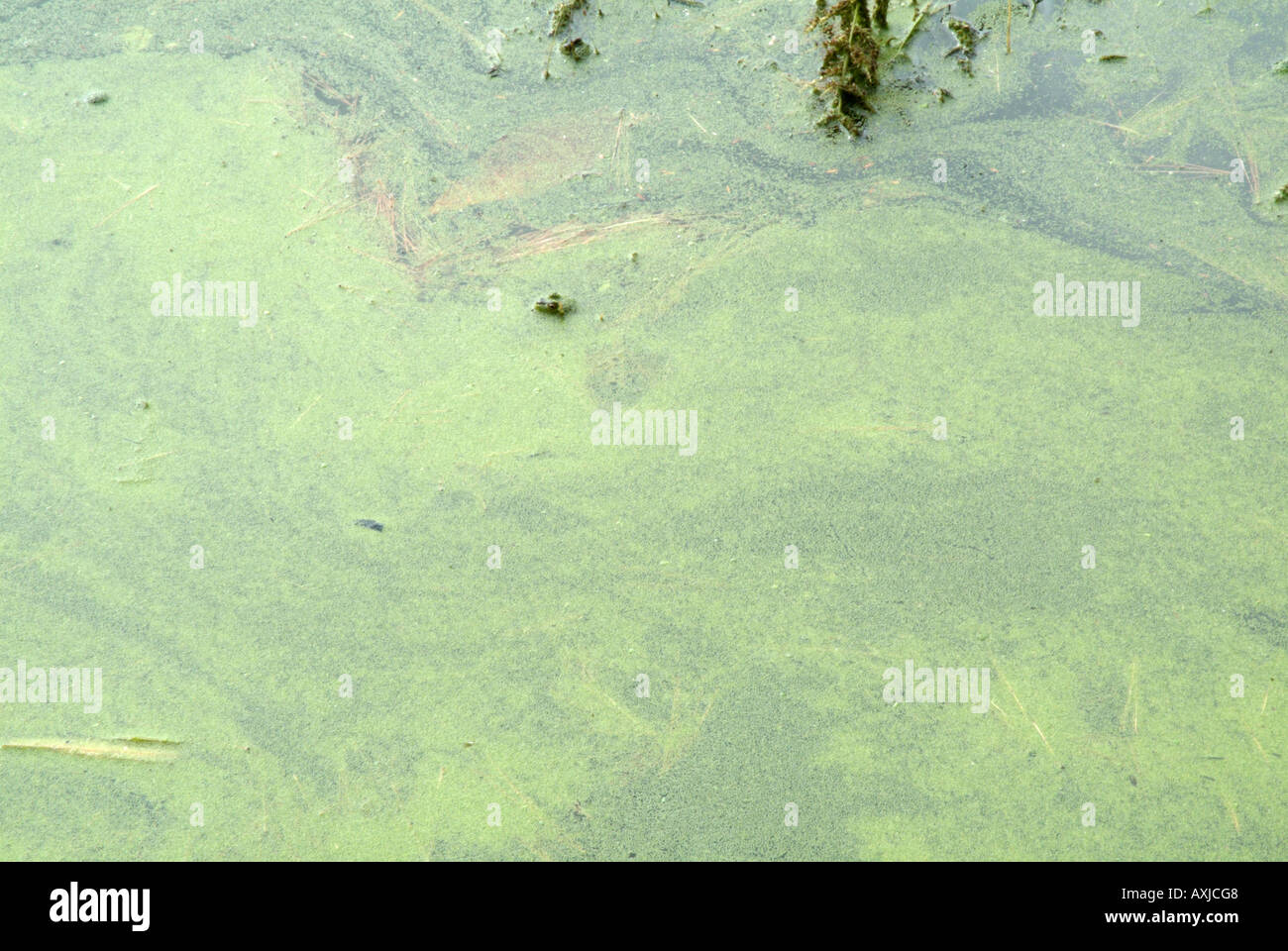 Green Algae pond scum wetlands swamp water pond lake Stock Photo - Alamy