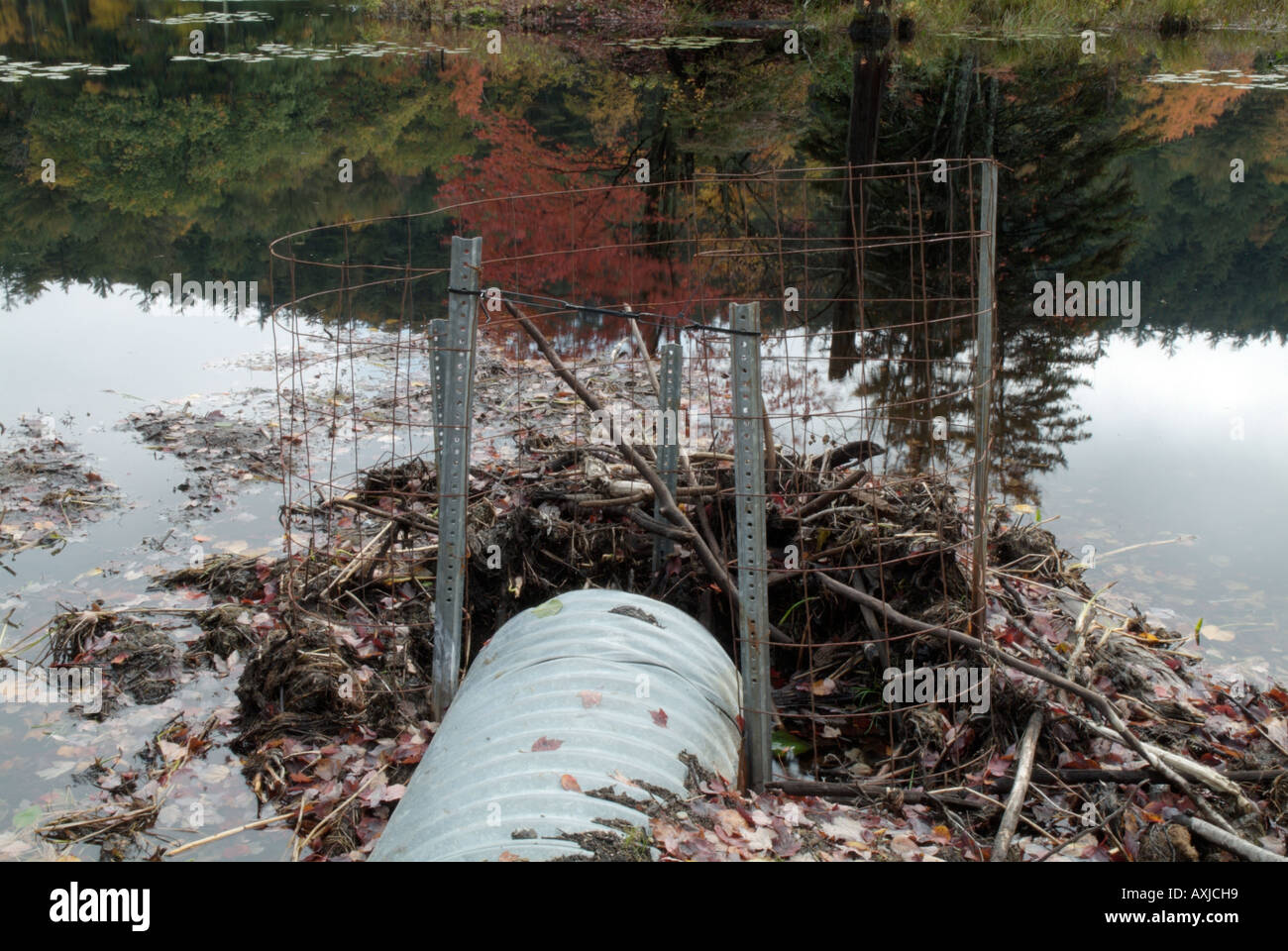 Beaver Fence around a culvert protection animal Stock Photo - Alamy