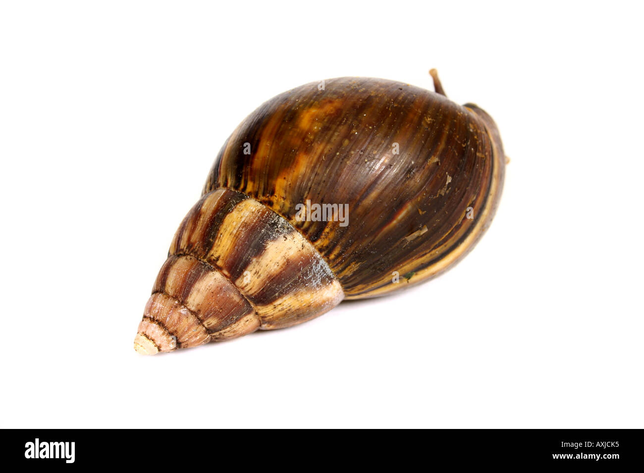 African giant snail hi-res stock photography and images - Alamy