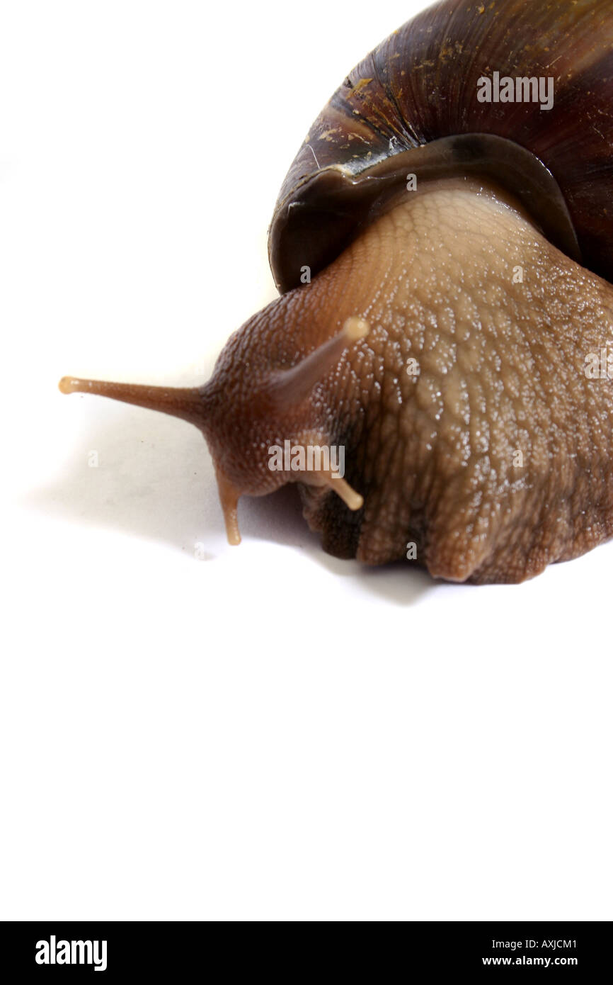 African giant snail hi-res stock photography and images - Alamy