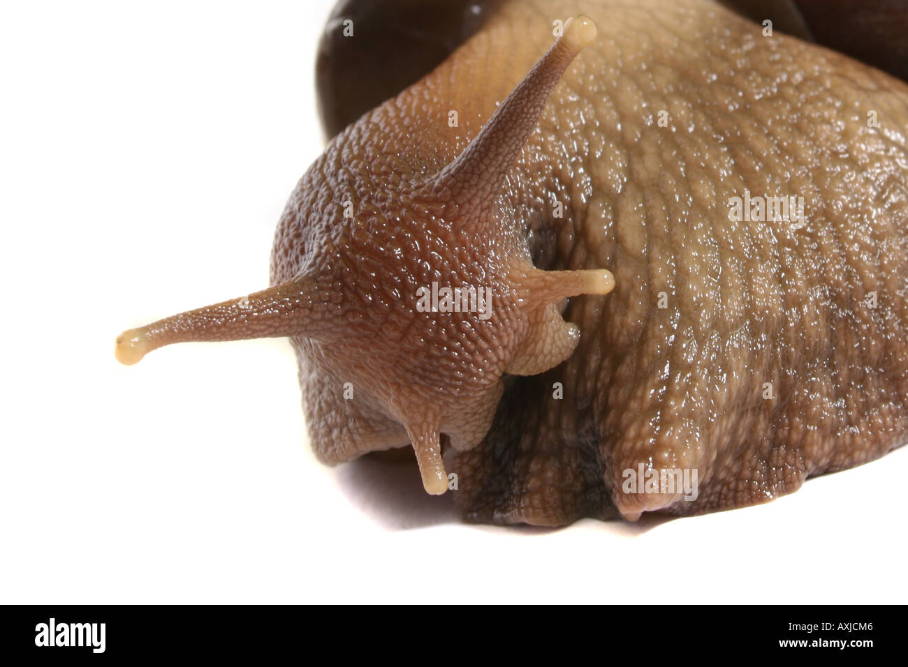 Giant African snail Stock Photo - Alamy