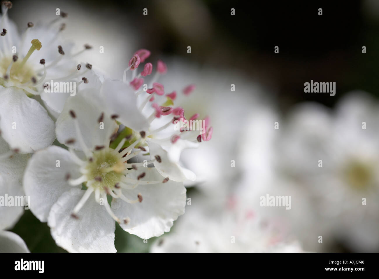 Hawthorn (Crataegus monogyna) blossom Stock Photo - Alamy Hawthorn (Crataegus monogyna) blossom Stock Photo - Alamy