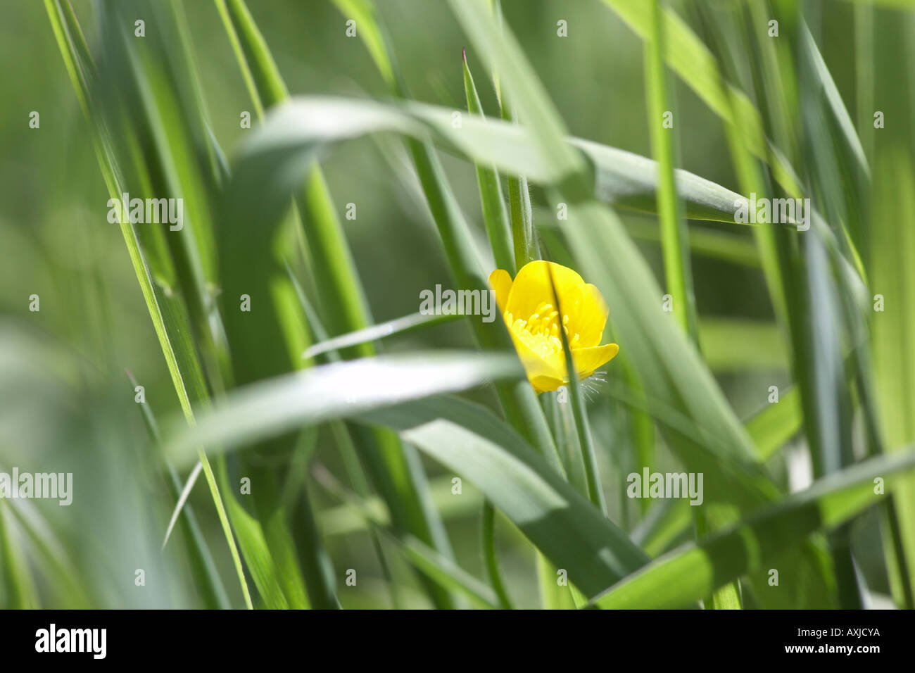 Creeping Buttercup (Ranunculus rapens) flower amongst grass in a ...