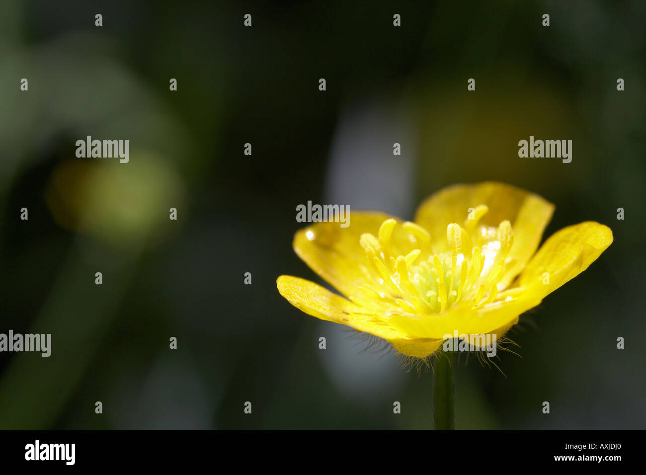 Creeping Buttercup (Ranunculus rapens) flower amongst grasses in a ...