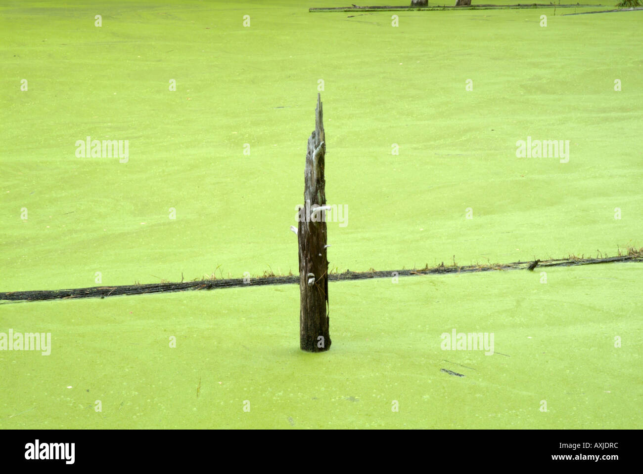 Green Algae, pond scum, wetlands, swamp, color, lake, water Stock Photo ...