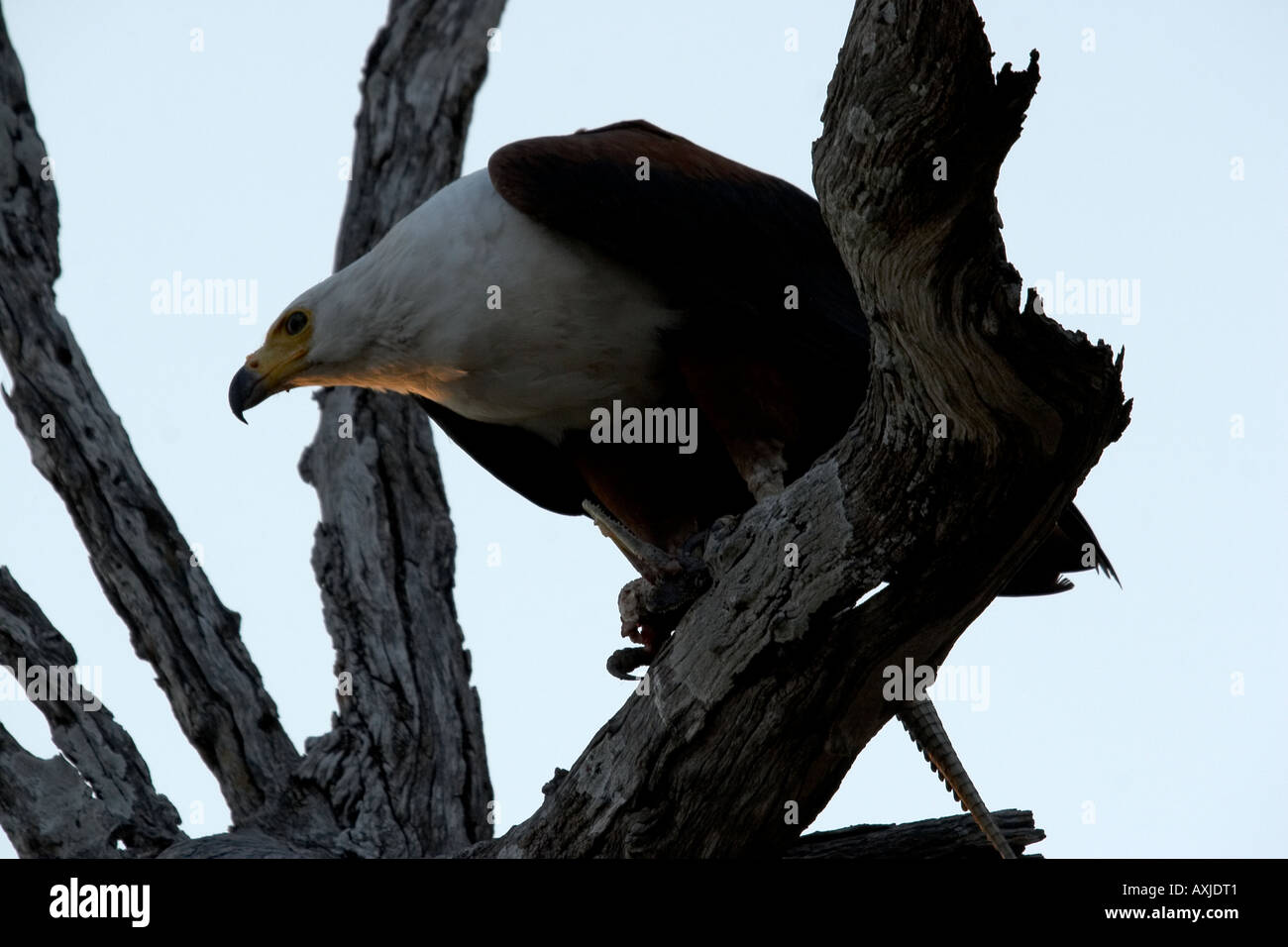 Crocodile eating bird hi-res stock photography and images - Alamy