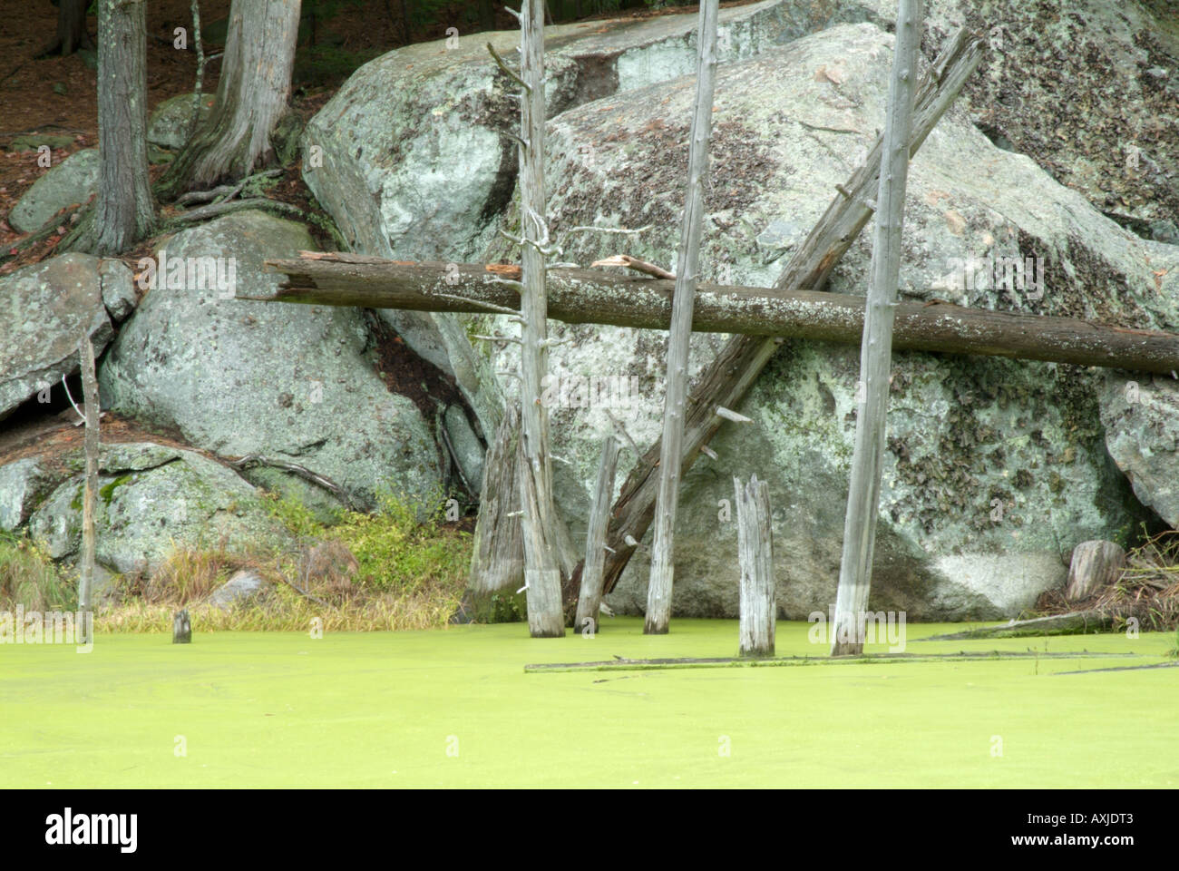 Green Algae, pond scum, wetlands, swamp, color, lake, water Stock Photo ...
