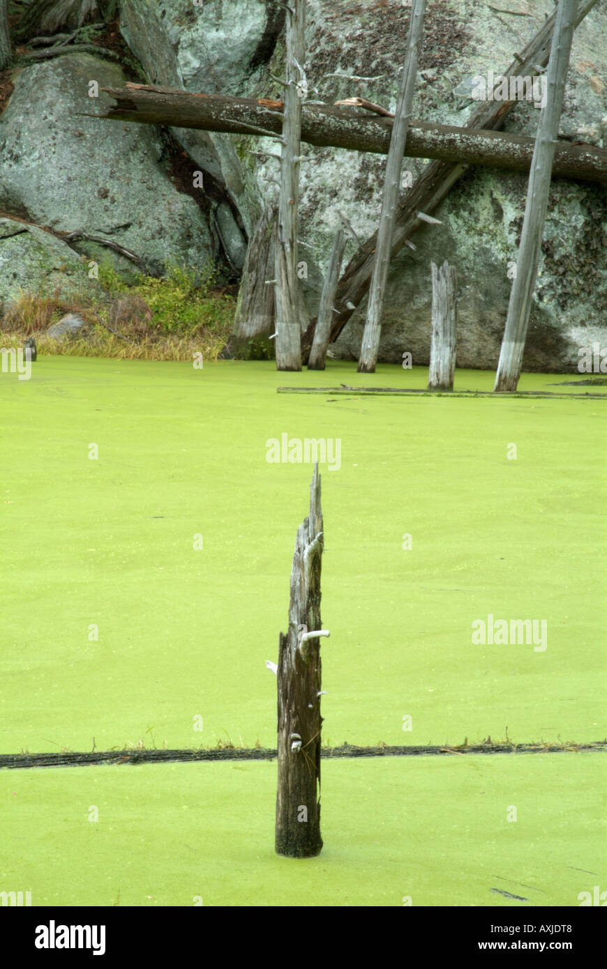 Green Algae, pond scum, wetlands, swamp, color, lake, water Stock Photo ...