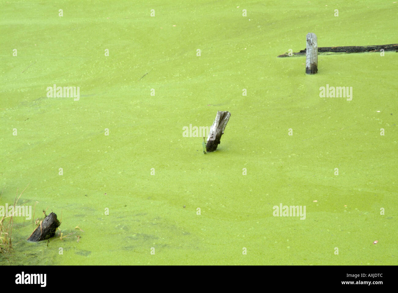 Green Algae, pond scum, wetlands, swamp, color, lake, water Stock Photo ...