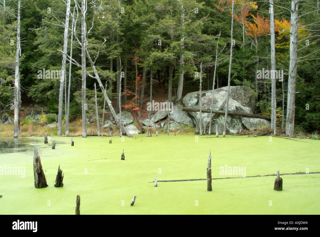 Green Algae, pond scum, wetlands, swamp, color, lake, water Stock Photo ...