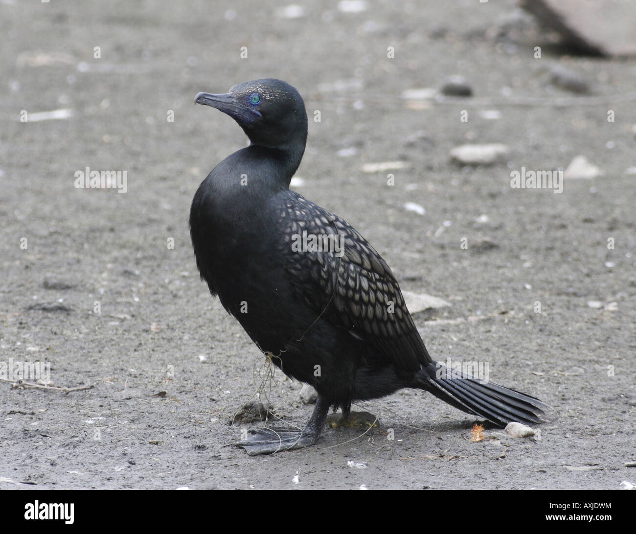 Australian water bird walking on shore Stock Photo - Alamy