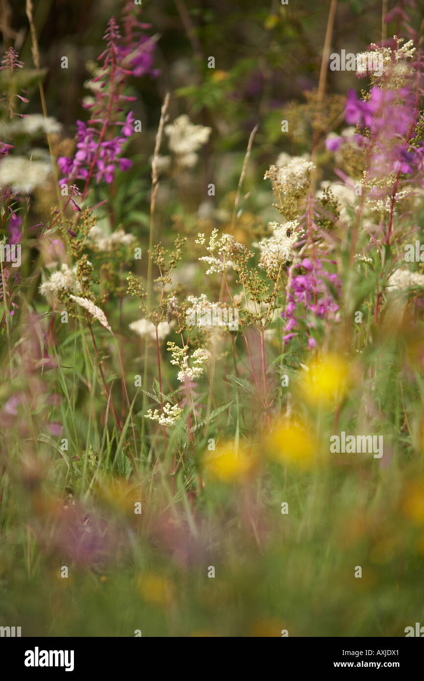 British meadow flowers in forest clearing Stock Photo - Alamy