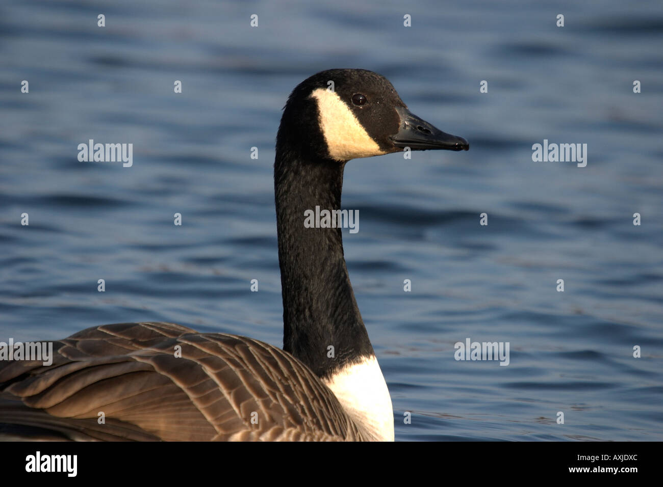 Canada Goose (Branta canadensis Stock Photo - Alamy