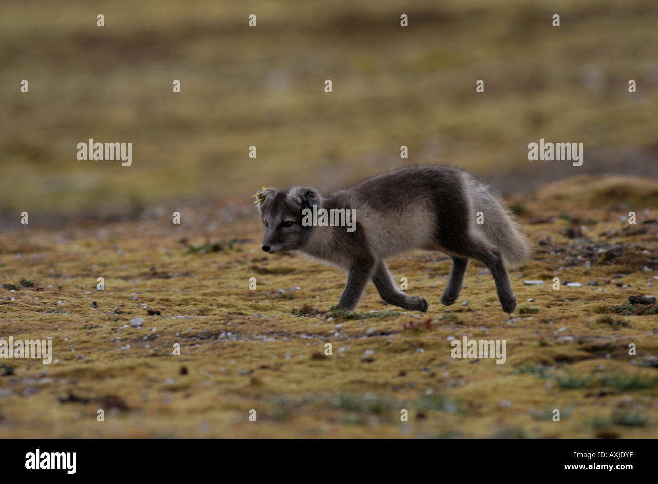 the animal with best insulating fur in the world Stock Photo - Alamy