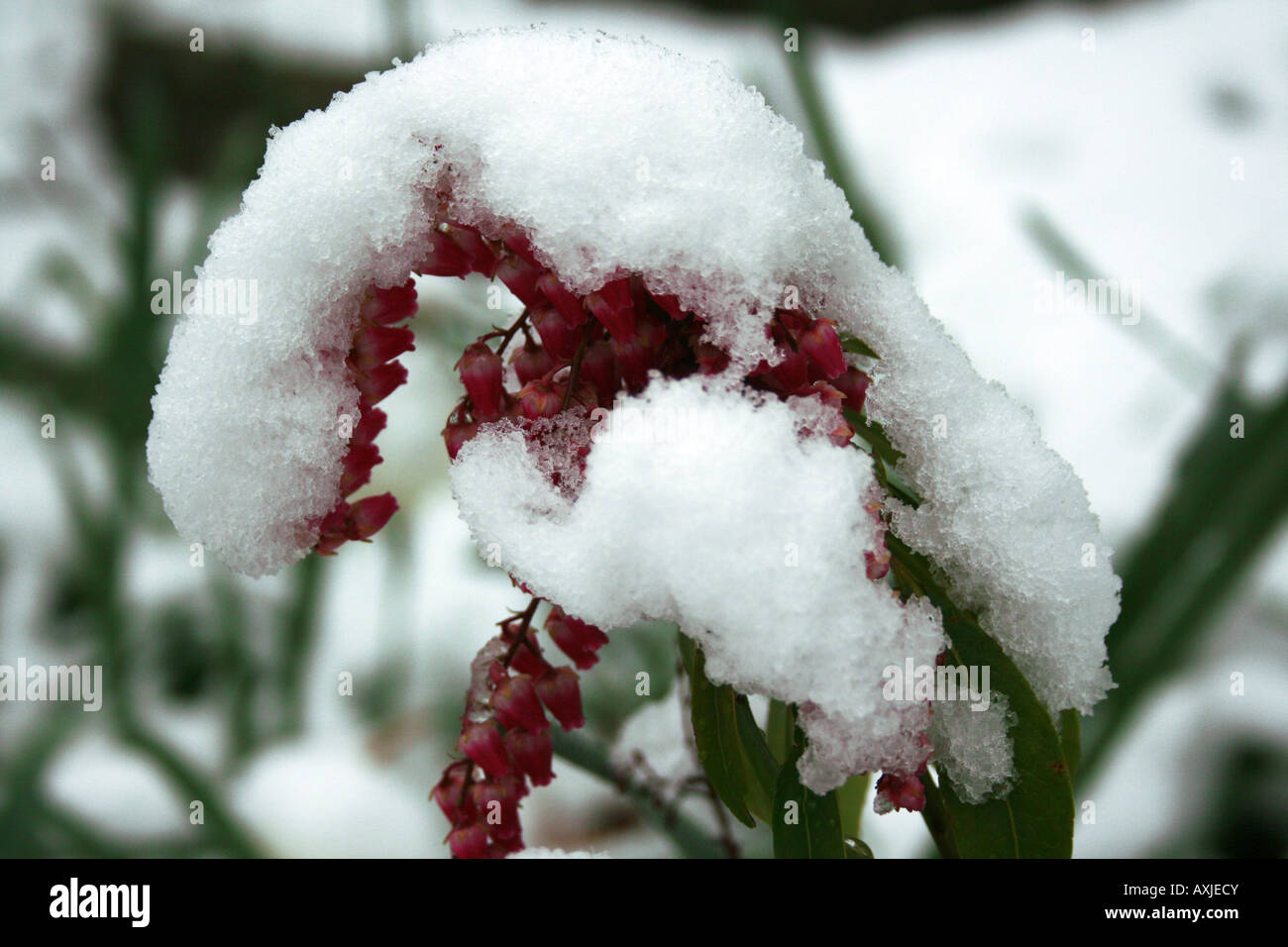 Pink flowers after a snow fall in mid March Stock Photo - Alamy