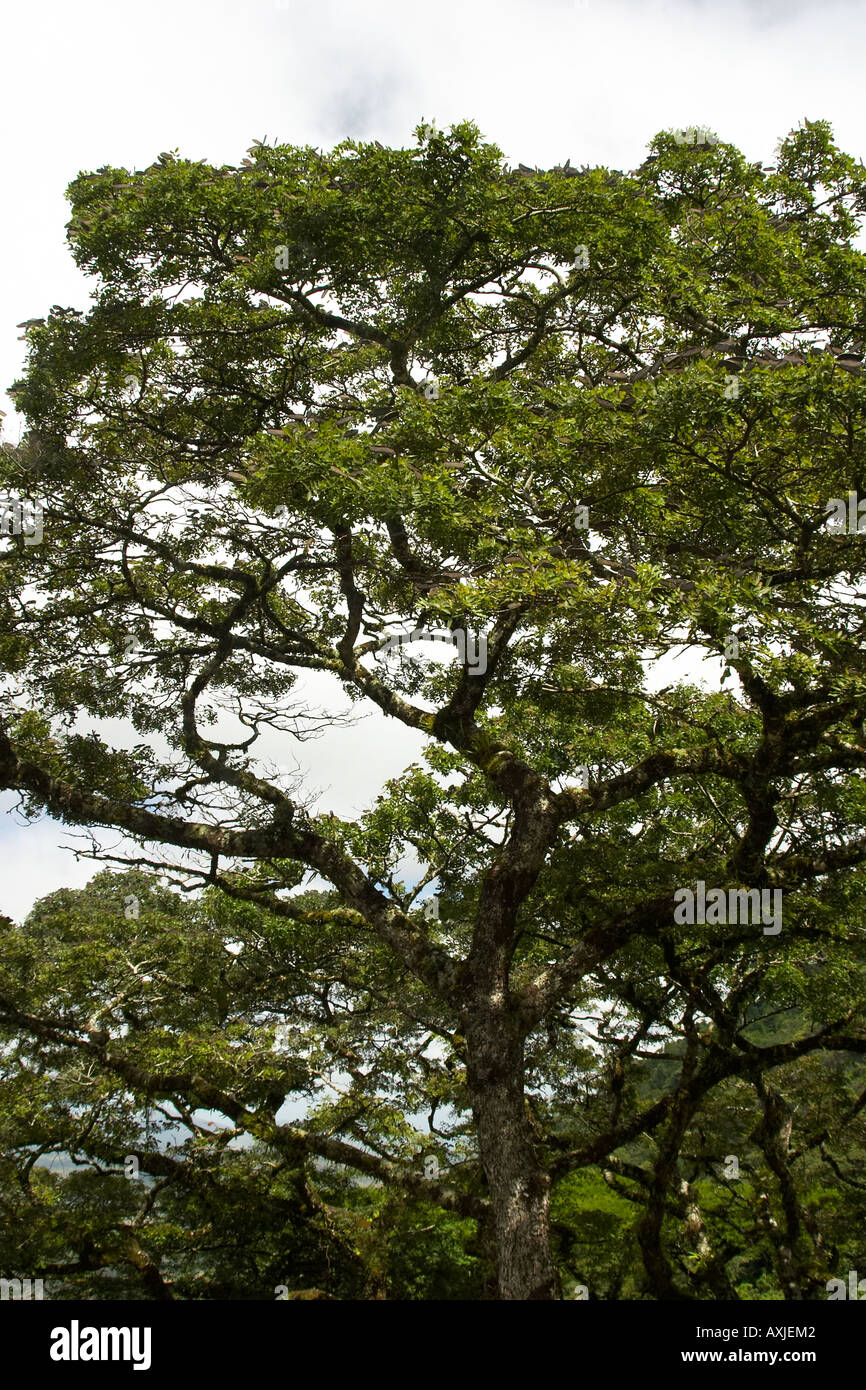 Trees on Zomba Mountain, Malawi Stock Photo - Alamy