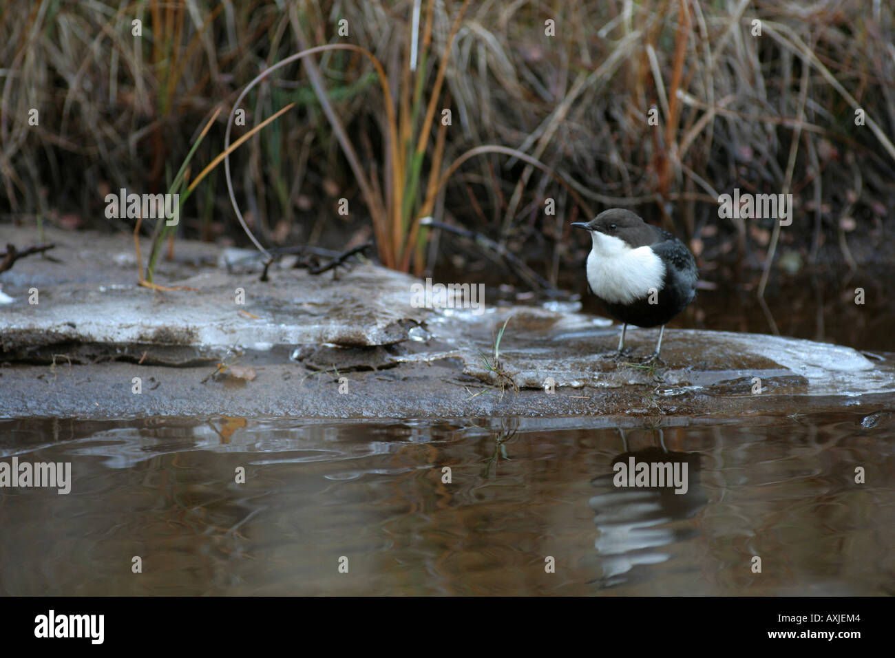 a national bird of Norway Stock Photo - Alamy