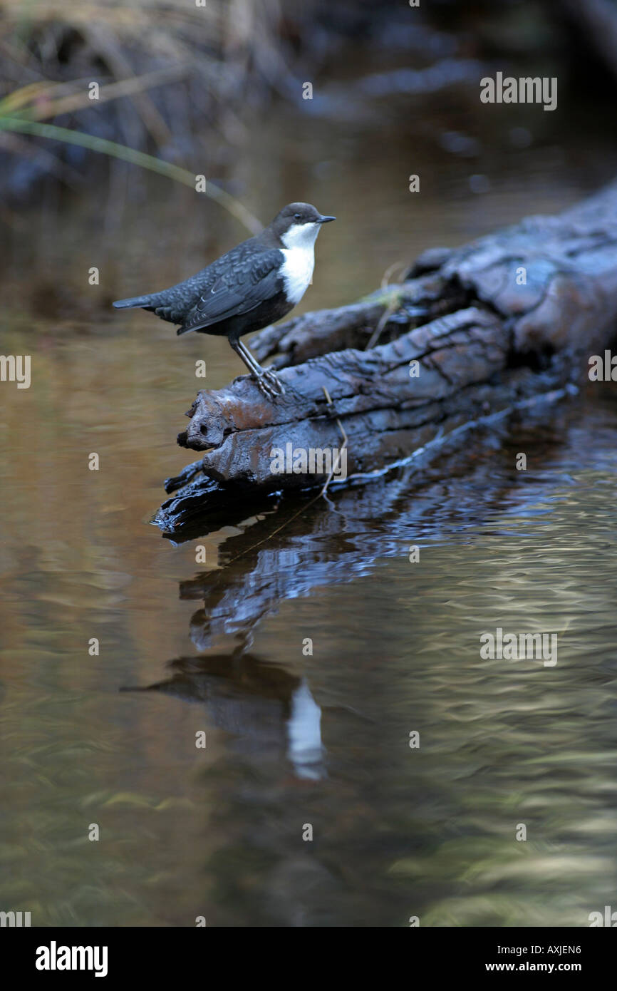 a national bird of Norway Stock Photo - Alamy
