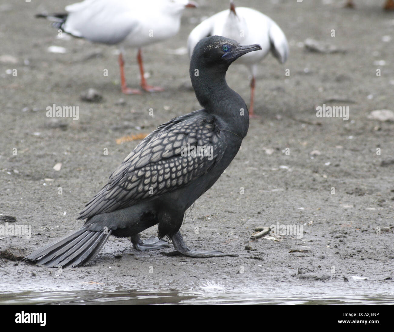 Australian water bird walking on shore Stock Photo - Alamy