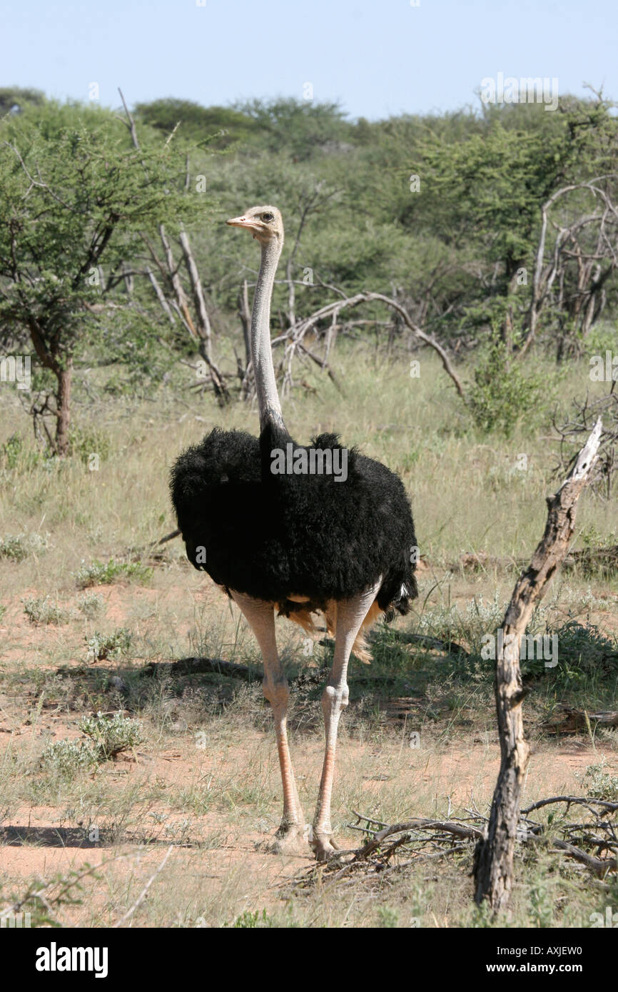 Ostrich (Struthio camelus Stock Photo - Alamy