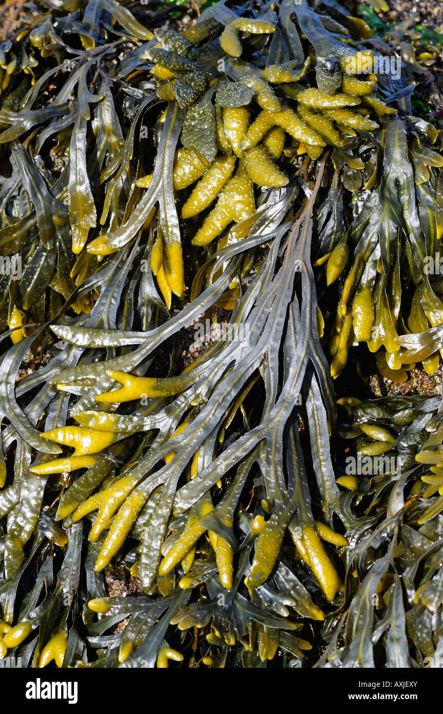 Fucus Gardneri Slide