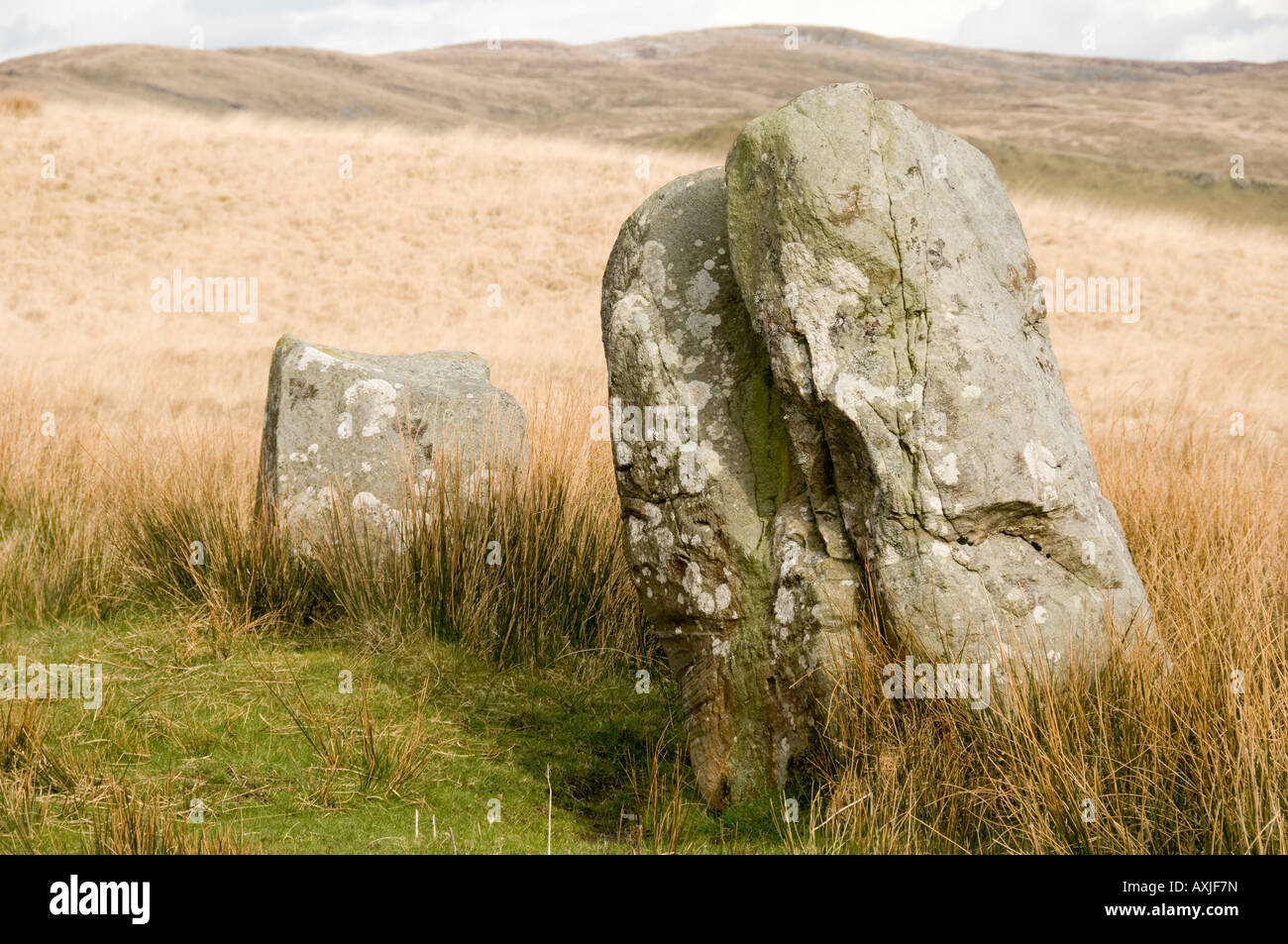 Neolithic cow hi-res stock photography and images - Alamy