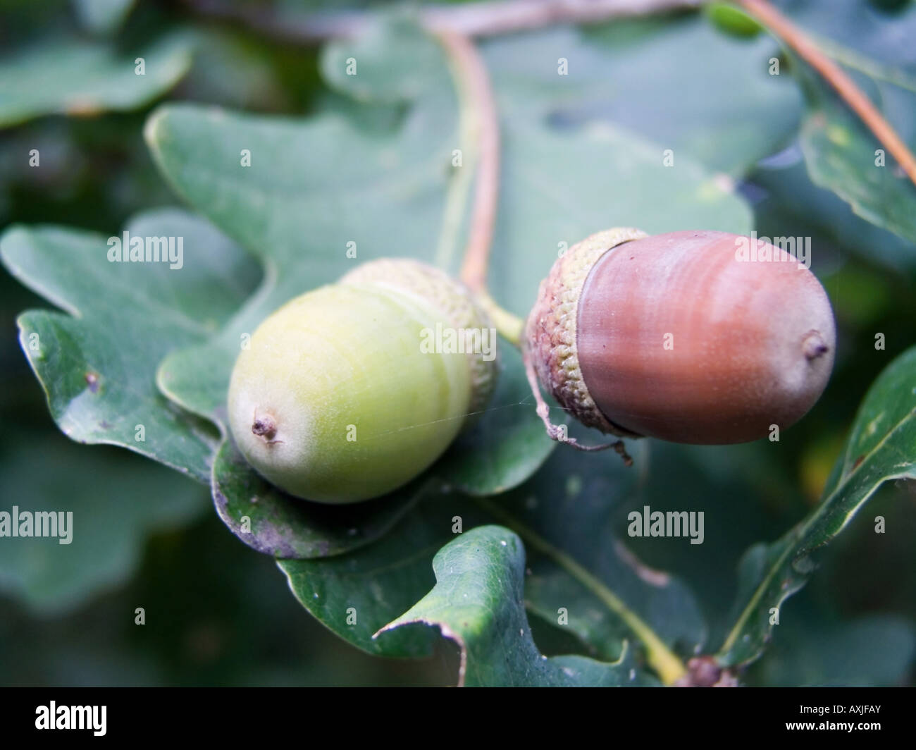 Acorn oak tree hi-res stock photography and images - Alamy