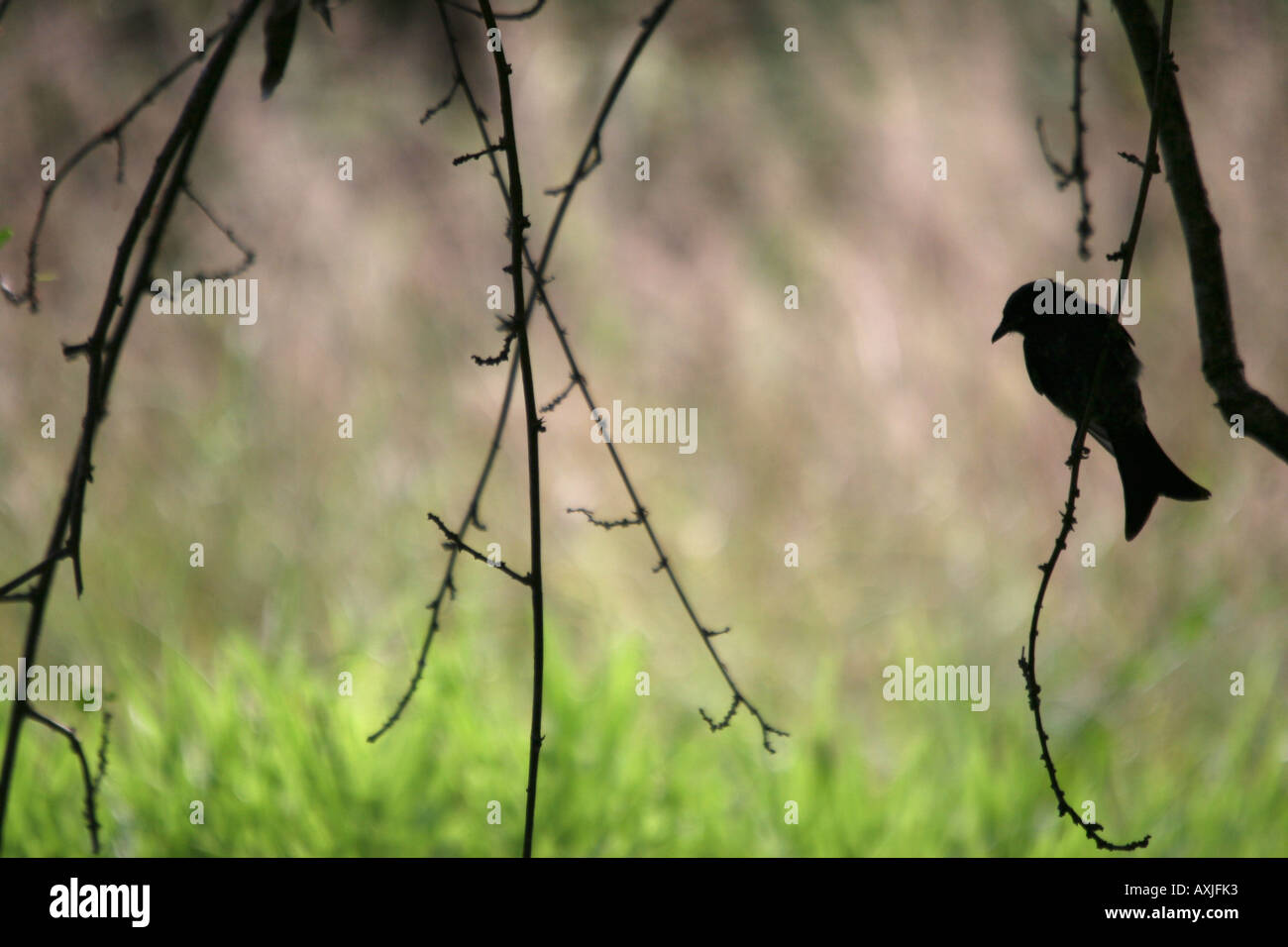 Seek insects hi-res stock photography and images - Alamy